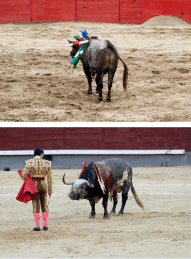 Bullfighting: arguments against and action against